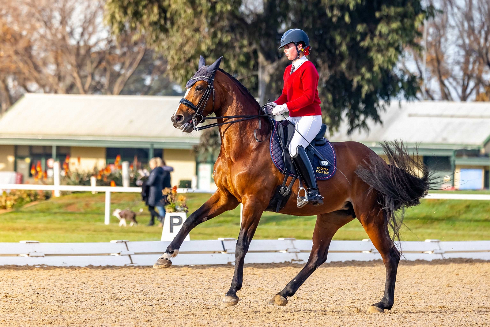 2022 VEIS GRAND FINAL DRESSAGE ONLY - Equestrian Event Photography ...