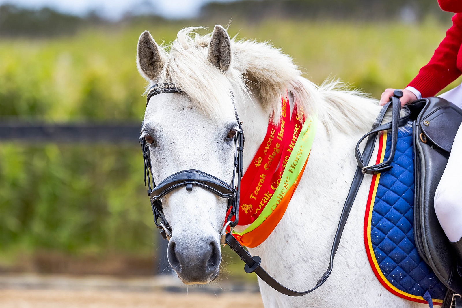 Horse Shows Equestrian Events at Isaac Perdriau blog