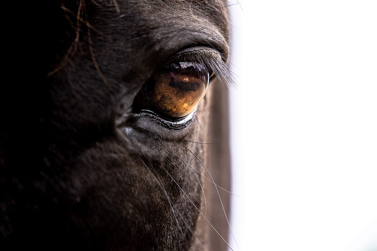 Equine Portraits - OneEyedFrog Photography – Equine, Portraits ...