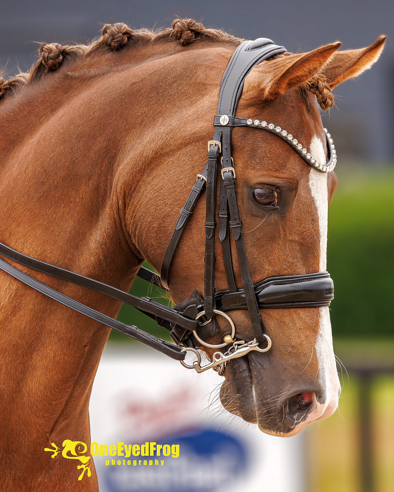 2026 Carlton Performance Horses Summer Show - Equestrian Event ...